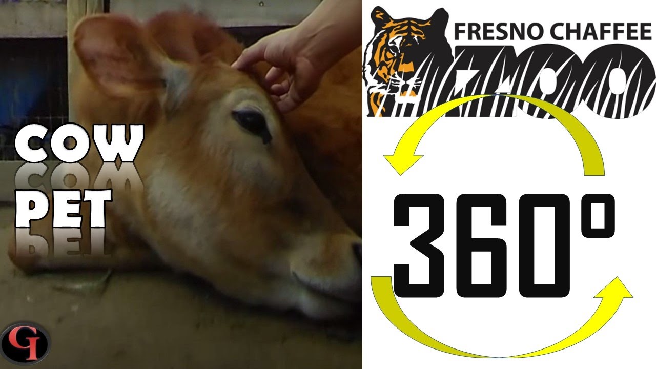 Cow Pet | Fresno Chaffee Zoo | Gooboberti 360 Videos - YouTube