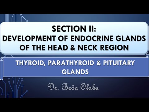 HEAD & NECK DEVELOPMENT PART II - DEVELOPMENT OF THE ENDOCRINE GLANDS ...