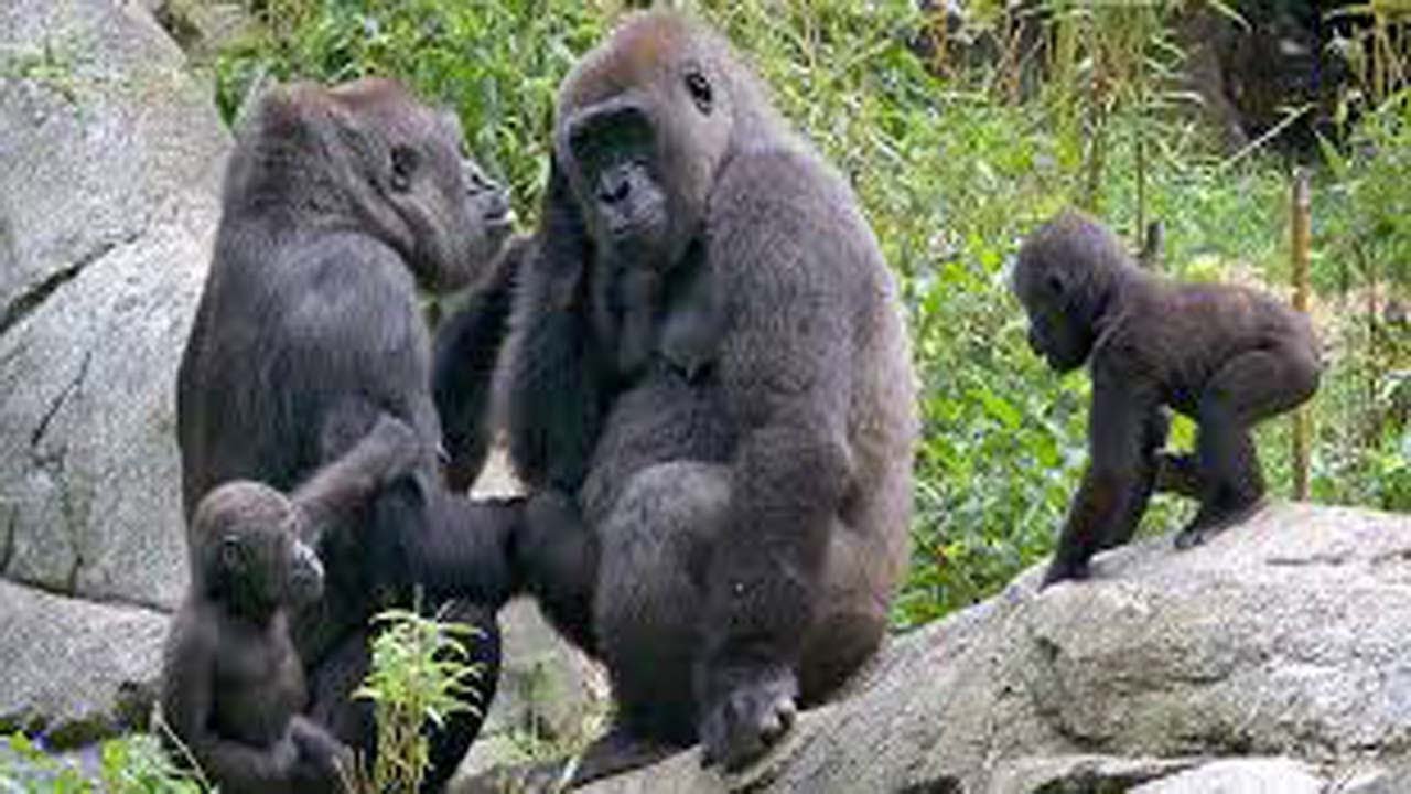 The Majestic Lifespan of Gorillas_gorillas video - YouTube