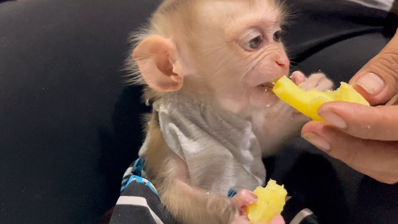 Adorable Little Chaly Monkey Eating Big Potato - YouTube