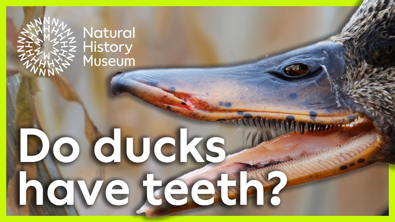 Do ducks have teeth? | Surprising Science - YouTube