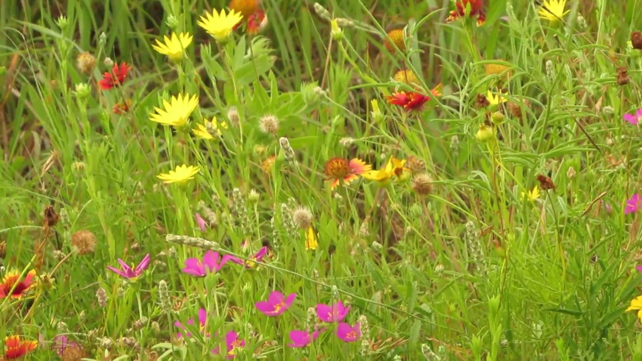 The many beautiful flowers in the Wichita Mountains Wildlife Refuge in ...