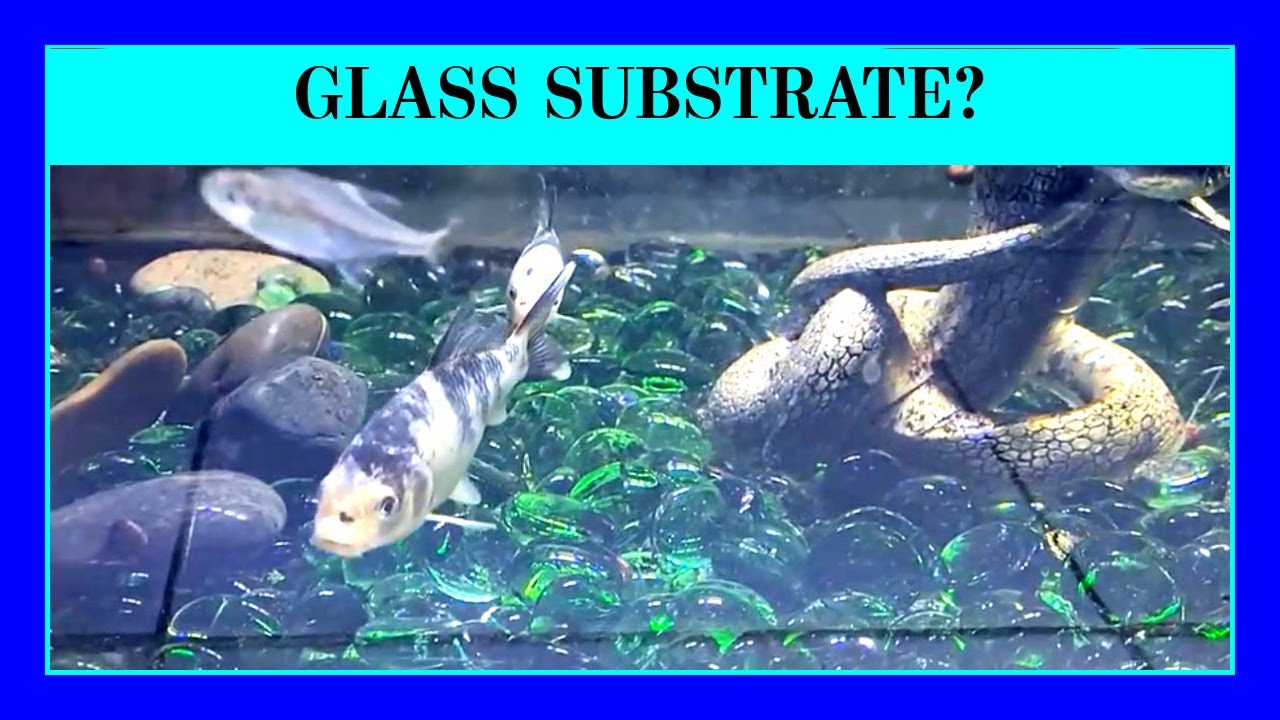 Episode 80 - Using Glass Pebbles Instead of Gravel in an Aquarium ...