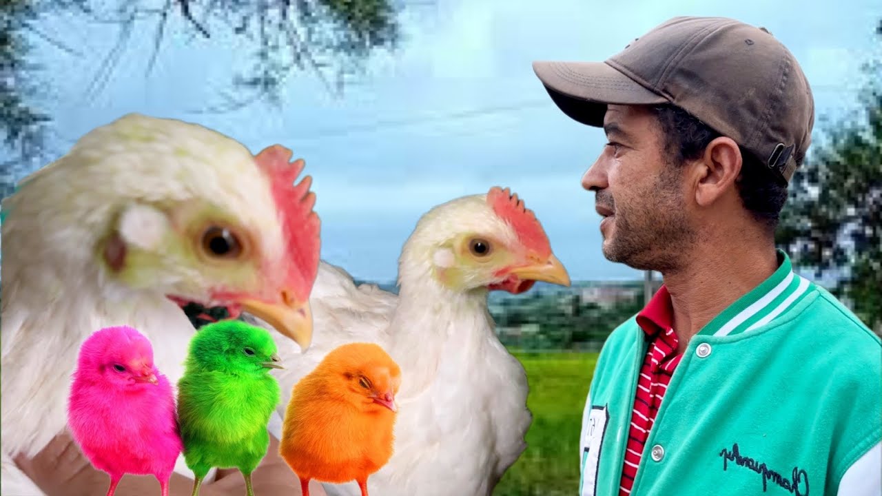 عبدو وتربية الكتاتيك الملونة ها كيفاش ولاو - YouTube