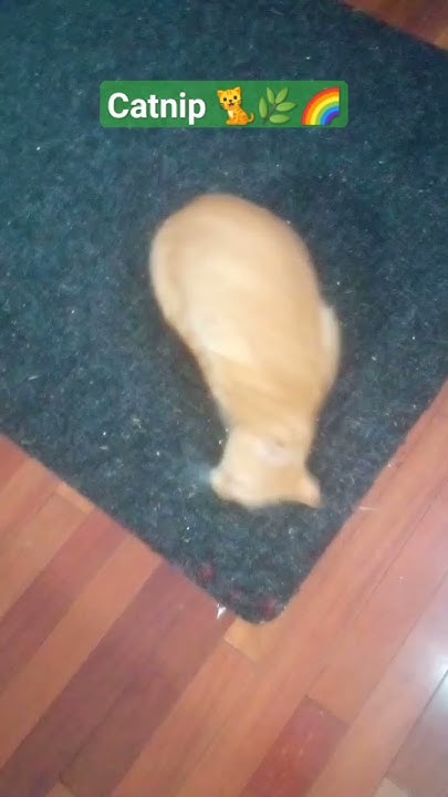 Catnip my cat loves it and has technicolor kitty dreams 🐈🌿🌈#cat #catsofyoutube #catnip #beegees ...