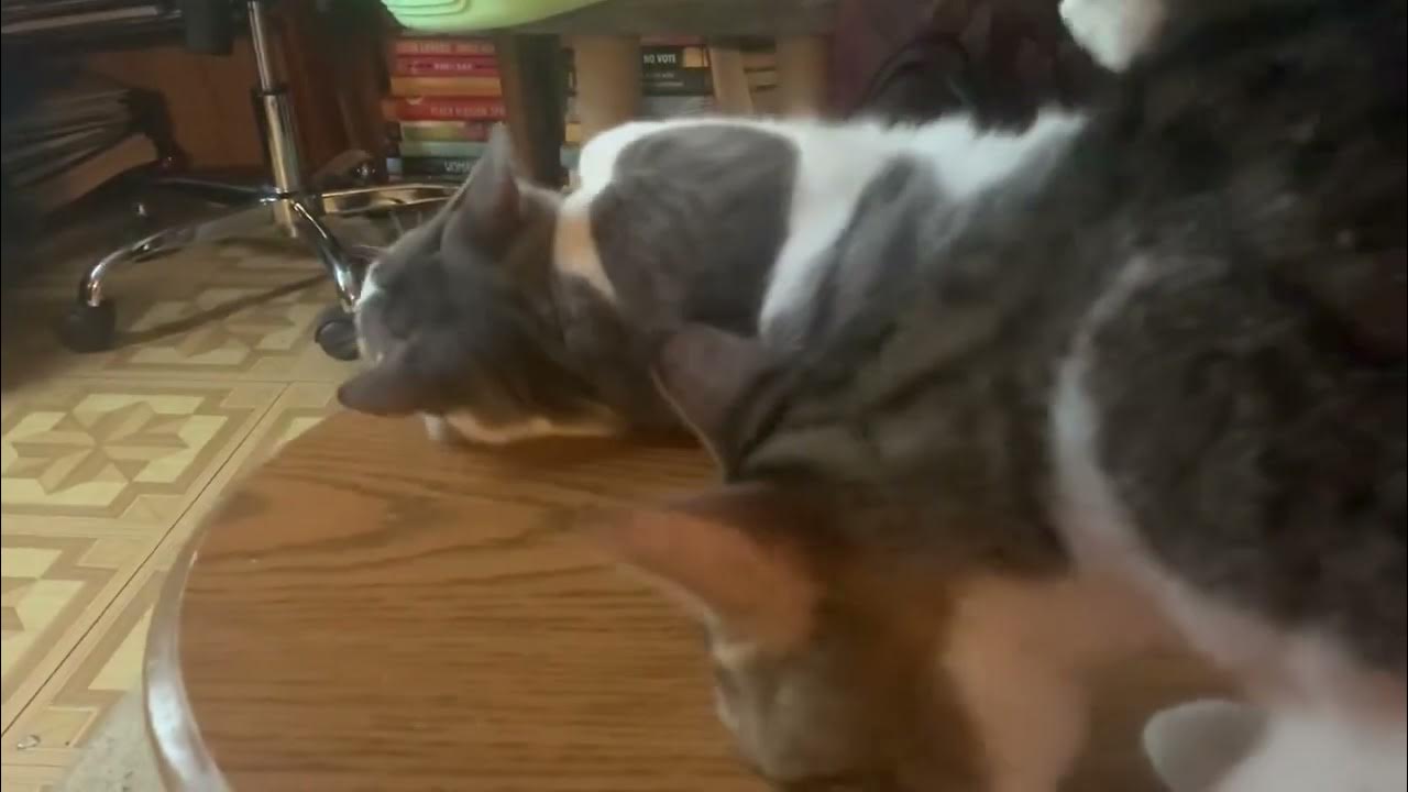 Just a tiny sniff of catnip please | cat videos - YouTube