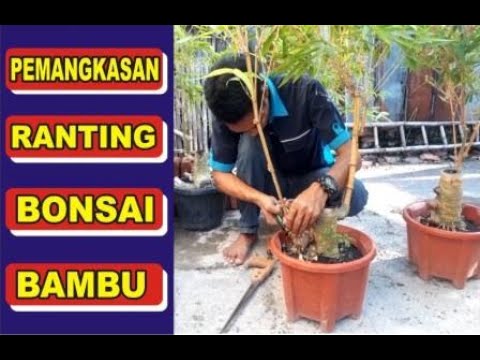 Cara menanam bambu kuning dari ranting - YouTube