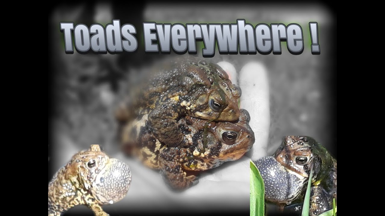 Toad Breeding Pond! - YouTube