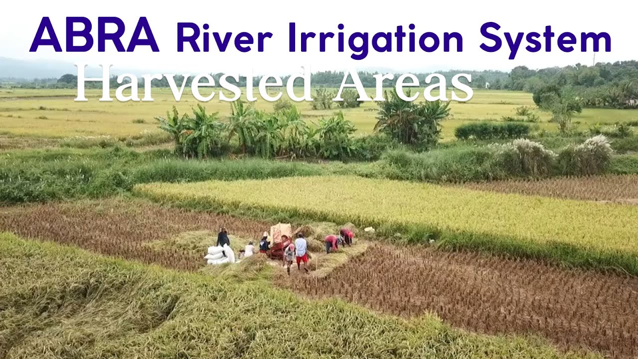 Harvested Areas | Abra River Irrigation System | Wet Crop 2021 - YouTube