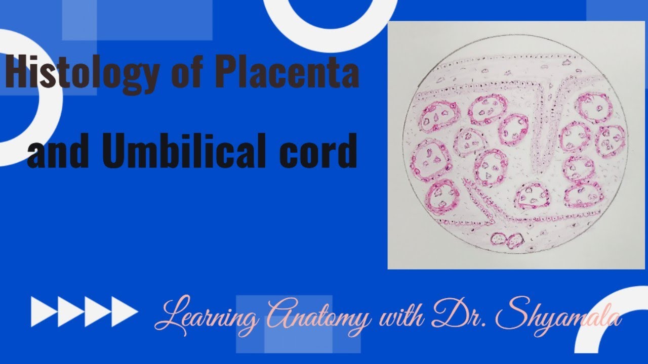 Histology of Placenta and Umbilical cord- step by step drawing with ...