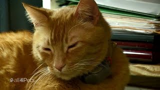 Ann Arbor's Downtown Home & Garden in-house cat delights