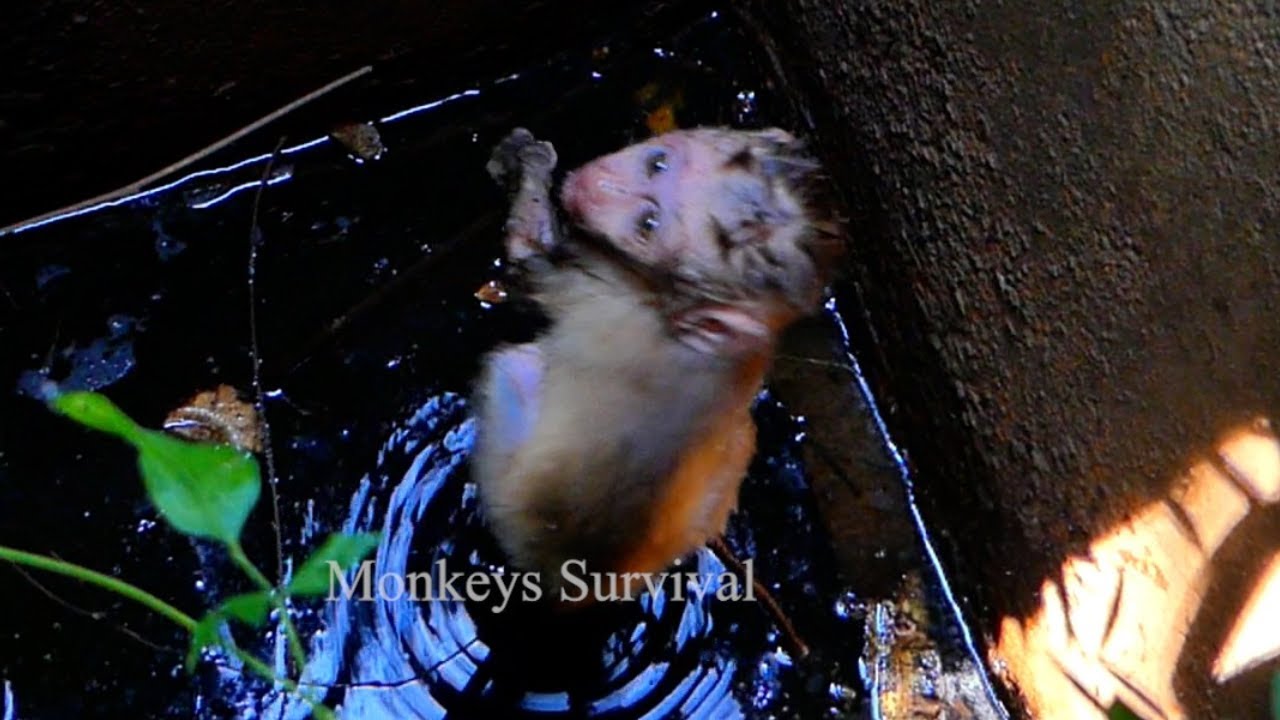 BreakingHeart!...Baby Monkey Leo And Monkey Rainbow Cr-yi-ng_Ca-ll_He ...