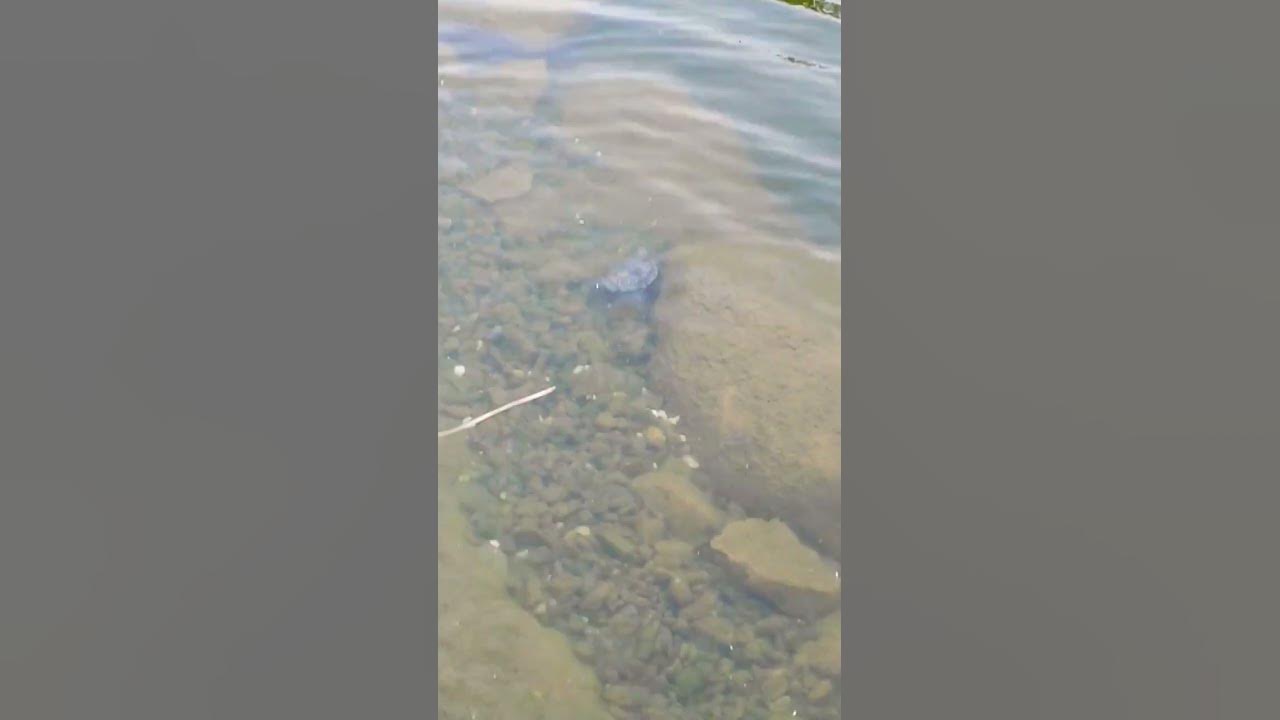 Slap. #animal #turtles #fish #turtle #animals #shorts - YouTube