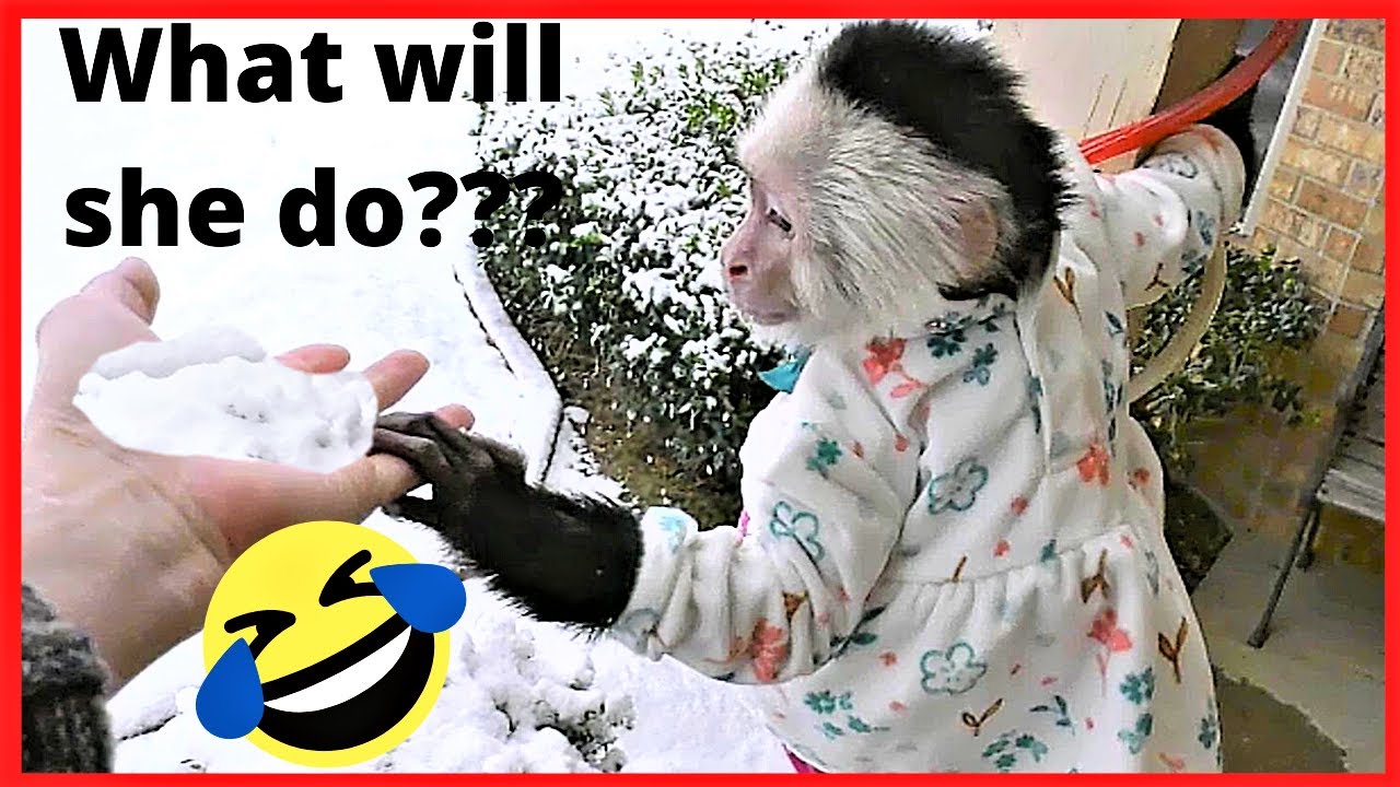 Hilarious Reaction! | Monkey Sees Snow For The First Time! | Monkey ...