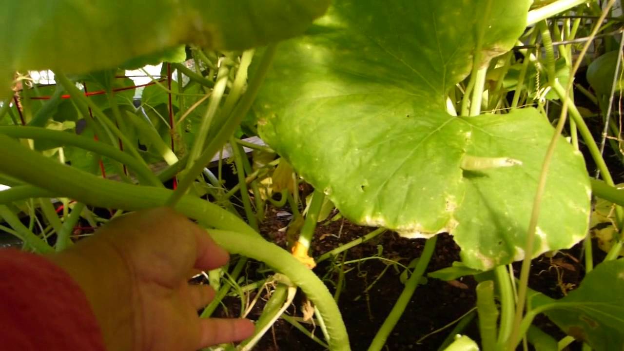 Mold/Mildew Squash Maintenance In The Greenhouse - YouTube