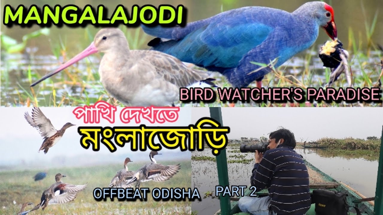 Mangalajodi | Best Bird Sanctuary in Eastern India | Offbeat Odisha ...