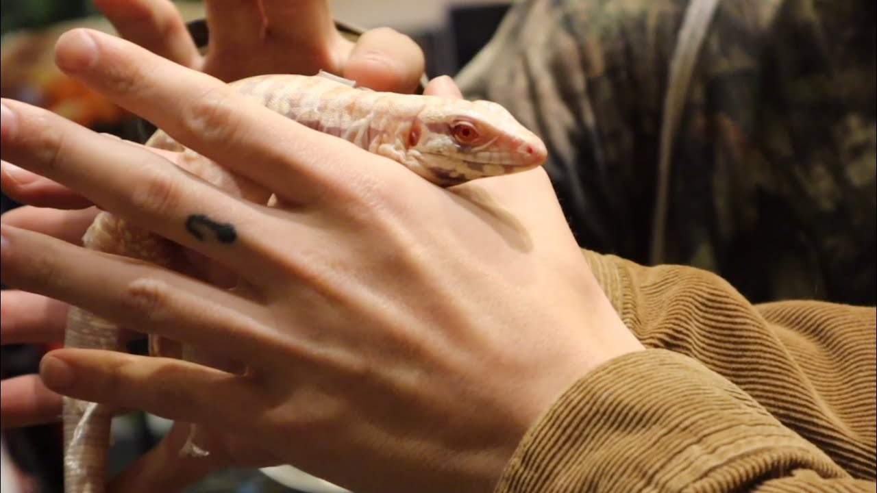 Meet vendors from NARBC st. Louis - YouTube