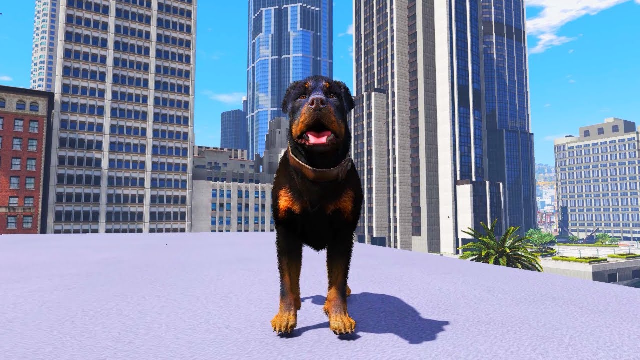 GTA 5: Dog Gameplay - Falling Off The Highest Buildings - Funny and ...