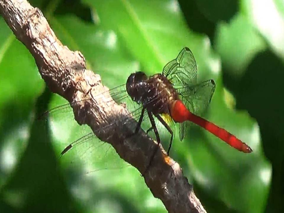 RED TAILED DRAGONFLY - YouTube