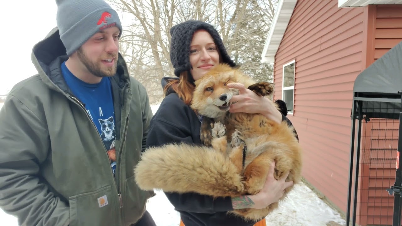 Last chance to win a grand SAVEAFOX Tour! - YouTube