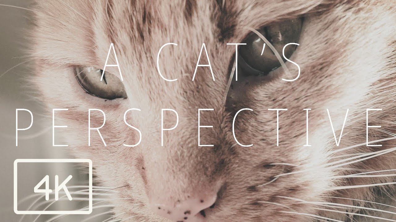A CAT'S PERSPECTIVE | Short Cinematic Video - YouTube