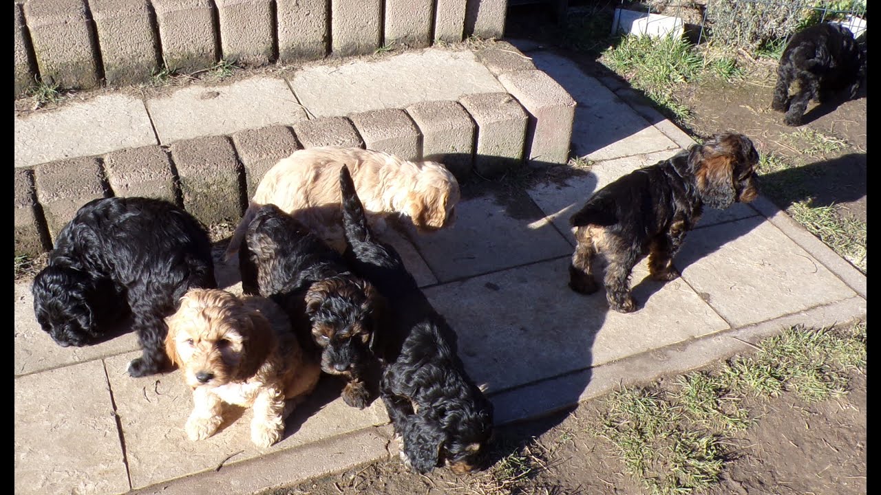 Cocker spaniel/ Pudel, Cockapoo F1, 7 tygodni, na dworze - YouTube