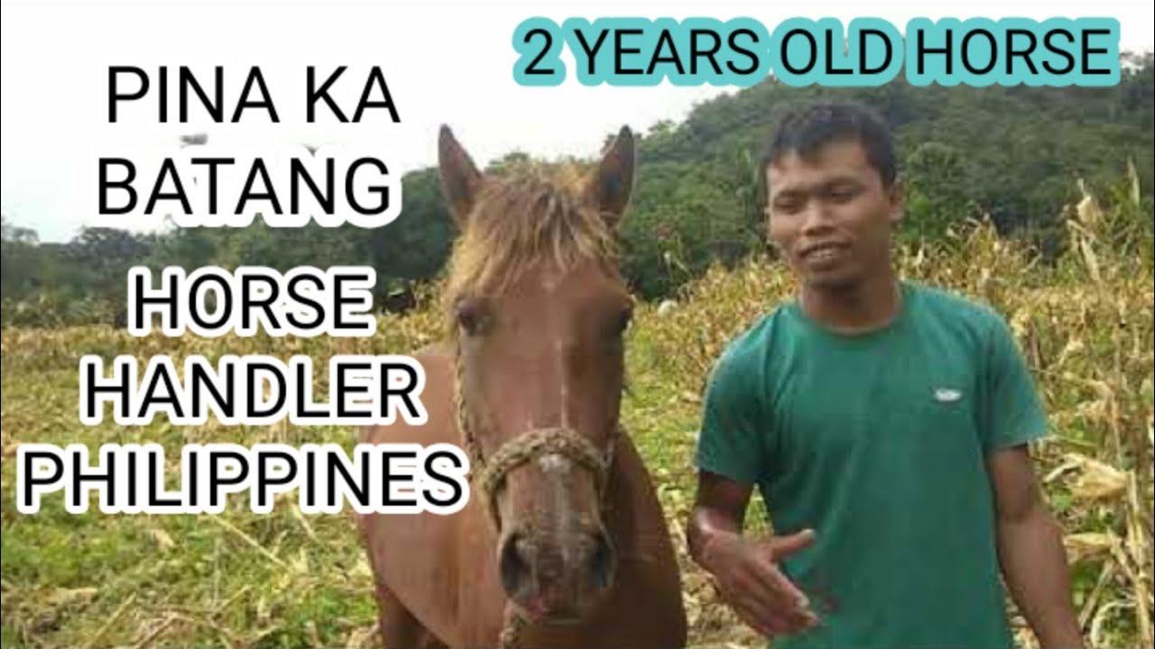 PINA KA BATANG HORSE HANDLER BOGNO KABAYO (HORSE FIGHTING) INTERVIEW ...
