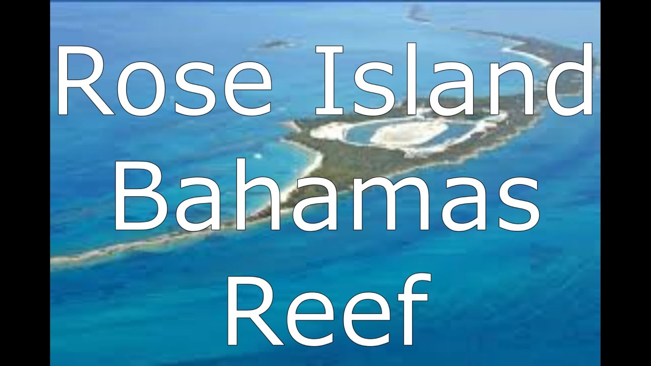 Rose Island Bahamas Reef - YouTube