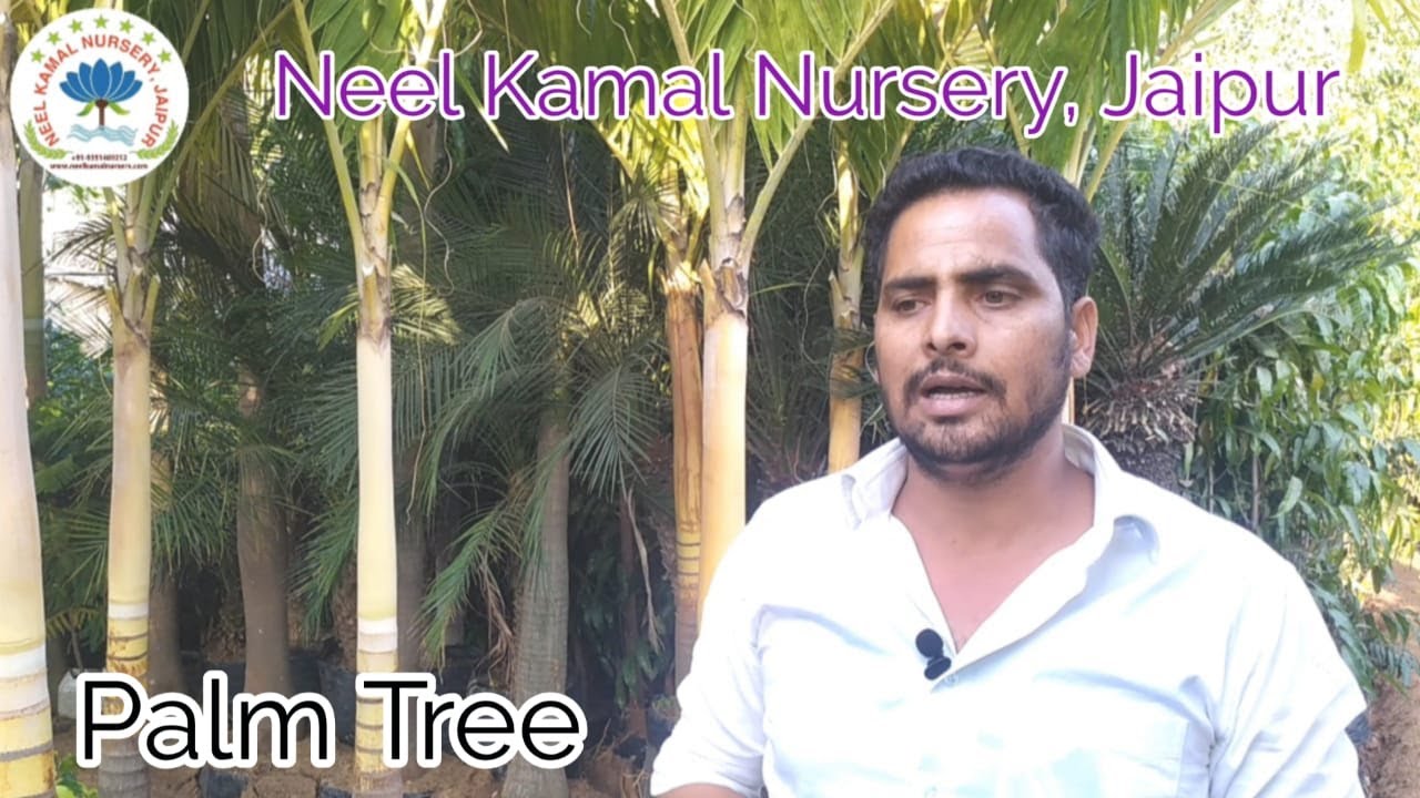 Palm tree review | Neel Kamal Nursery Jaipur | Ramchandra Saini - YouTube