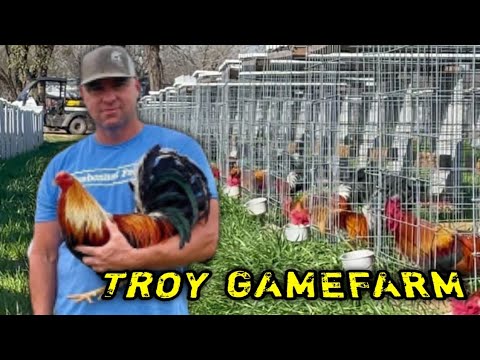 Hatch - Kelso's - Troy Farm || Troy Thompson - YouTube