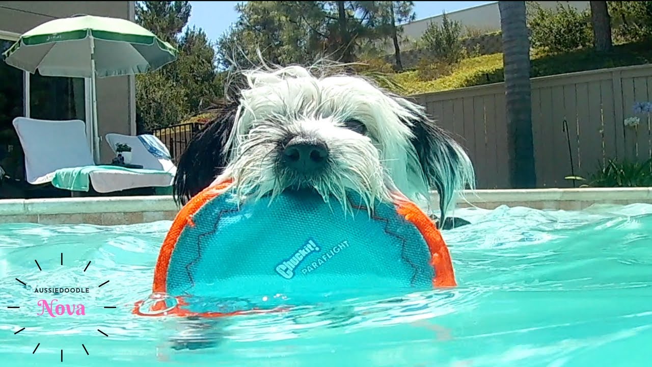 Do Aussiedoodles Like Swimming