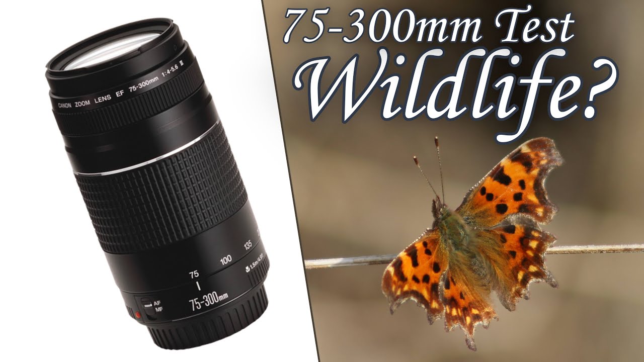 Canon 75 300mm Lens Real World Review Wildlife Photography With The