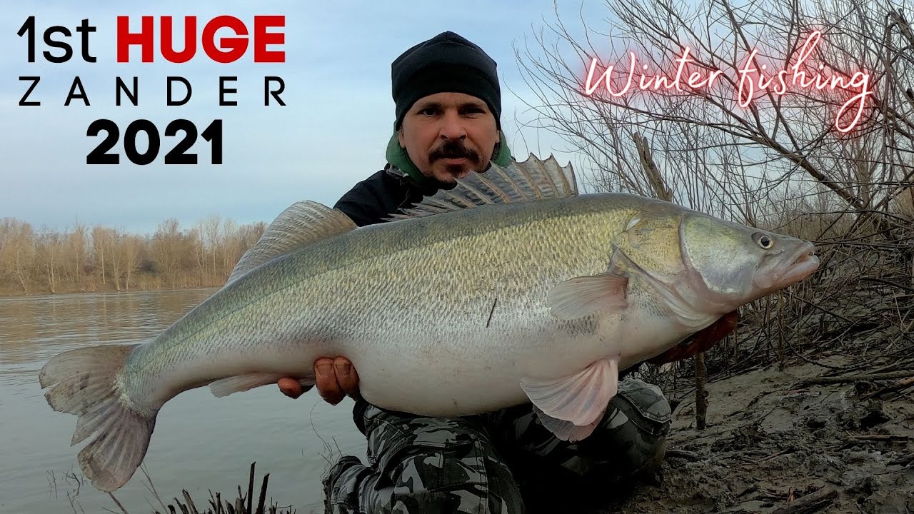 HUGE ZANDER in the first SPINNING SESSION of 2021 - YouTube