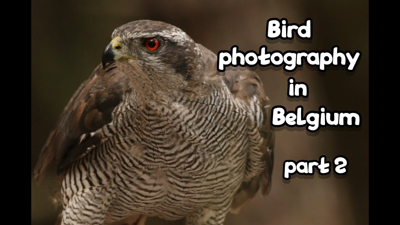 Bird Photography in Belgium - Part 2/3 - Goshawk, sparrowhawk & more ...