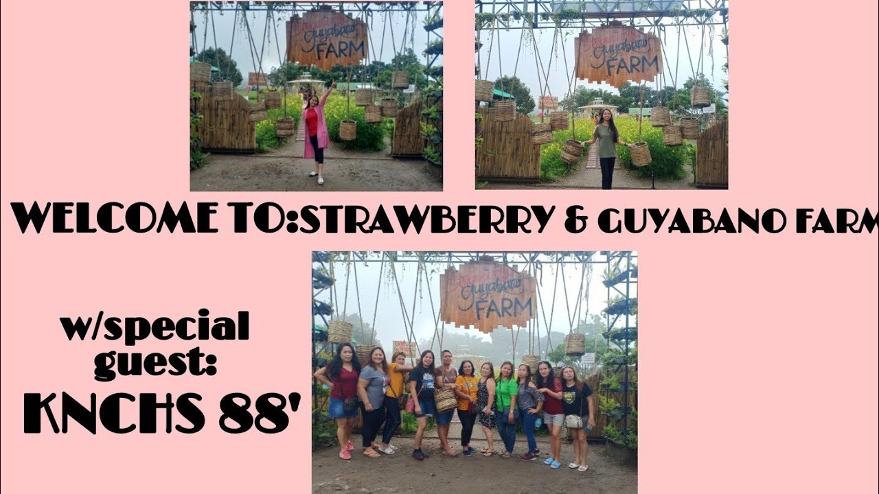 Strawberry and Guyabano Farm, Tupi - YouTube