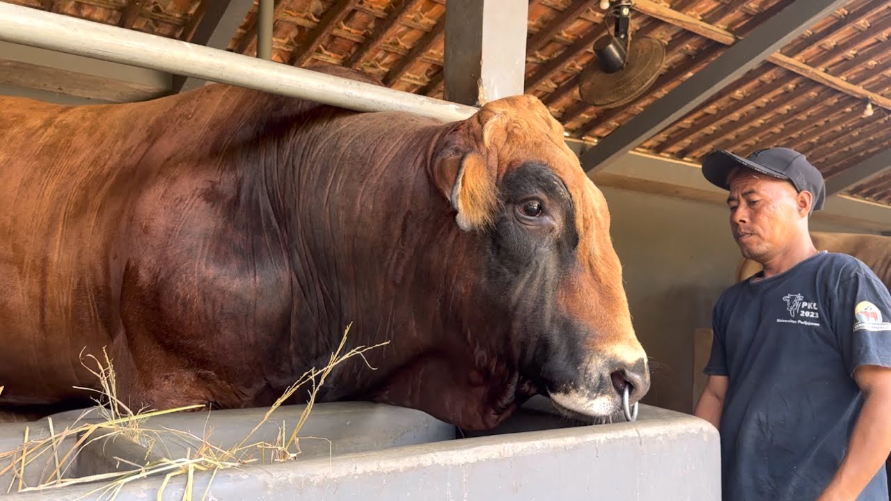 KENANGAN SETIA FARM SAPI PICCOLO ‼️🔥🔥🔥 - YouTube