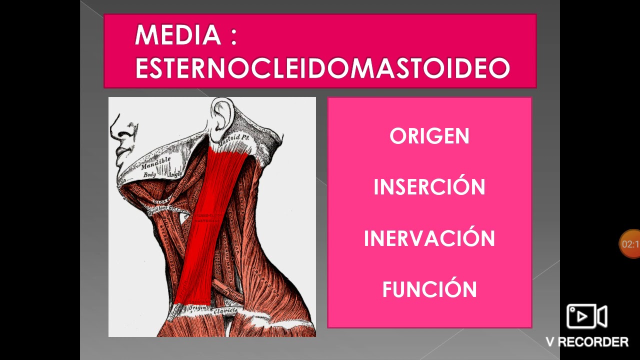 MÚSCULOS LATERALES DEL CUELLO - YouTube