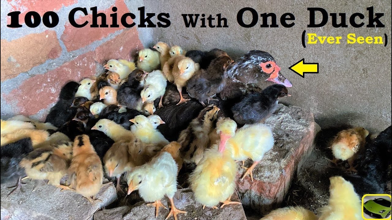 100 Chicks With One MUSCOVY DUCK - DUCK Harvested 100 Chicken Eggs ...