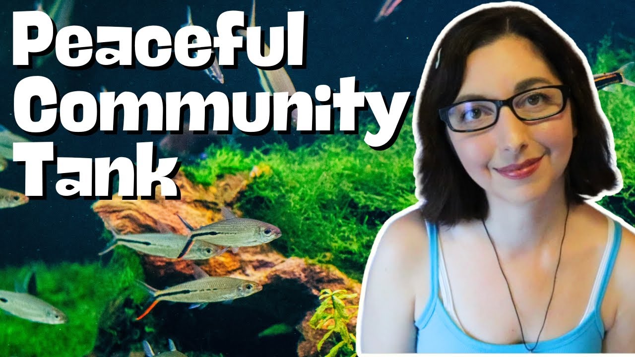 Peaceful Community Aquariums for Beginners 🐠 The Ultimate Guide for ...