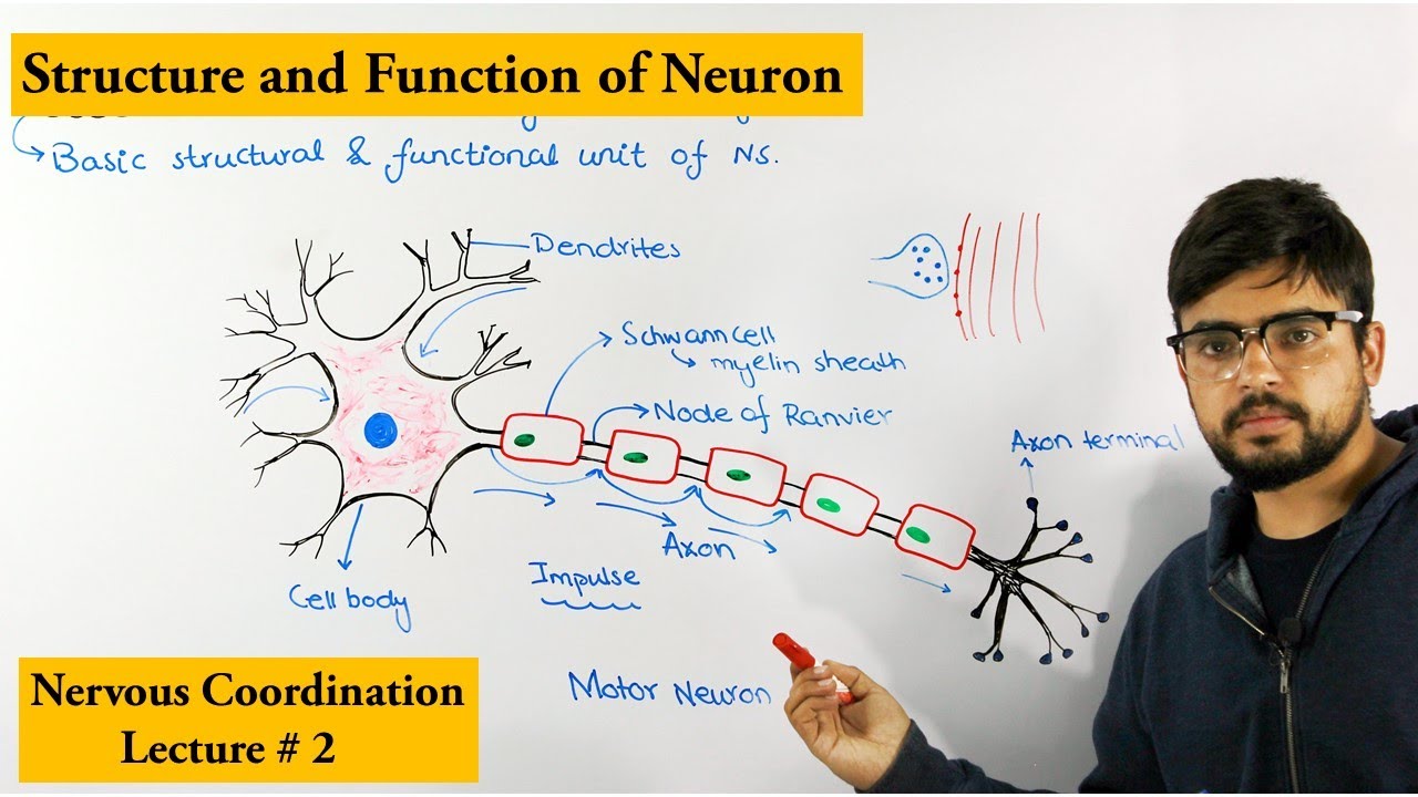 Neuron How Nervous System Works YouTube neuron-how-nervous-system-works-youtube