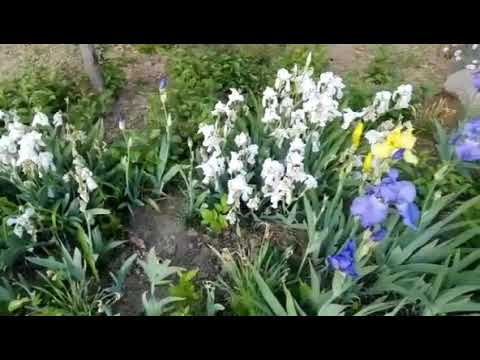 Цветы выросли..!