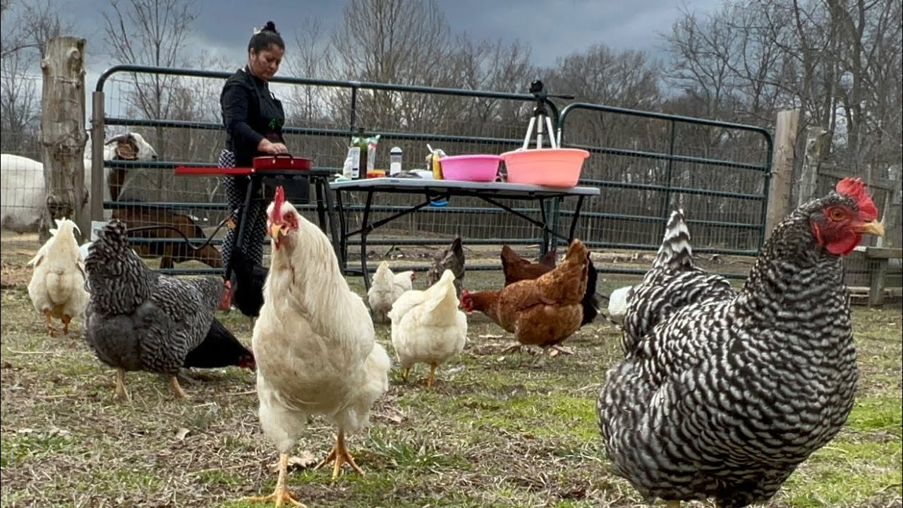 Sabroso caldo de gallinas preparada en el rancho🐓 todos van a querer ...