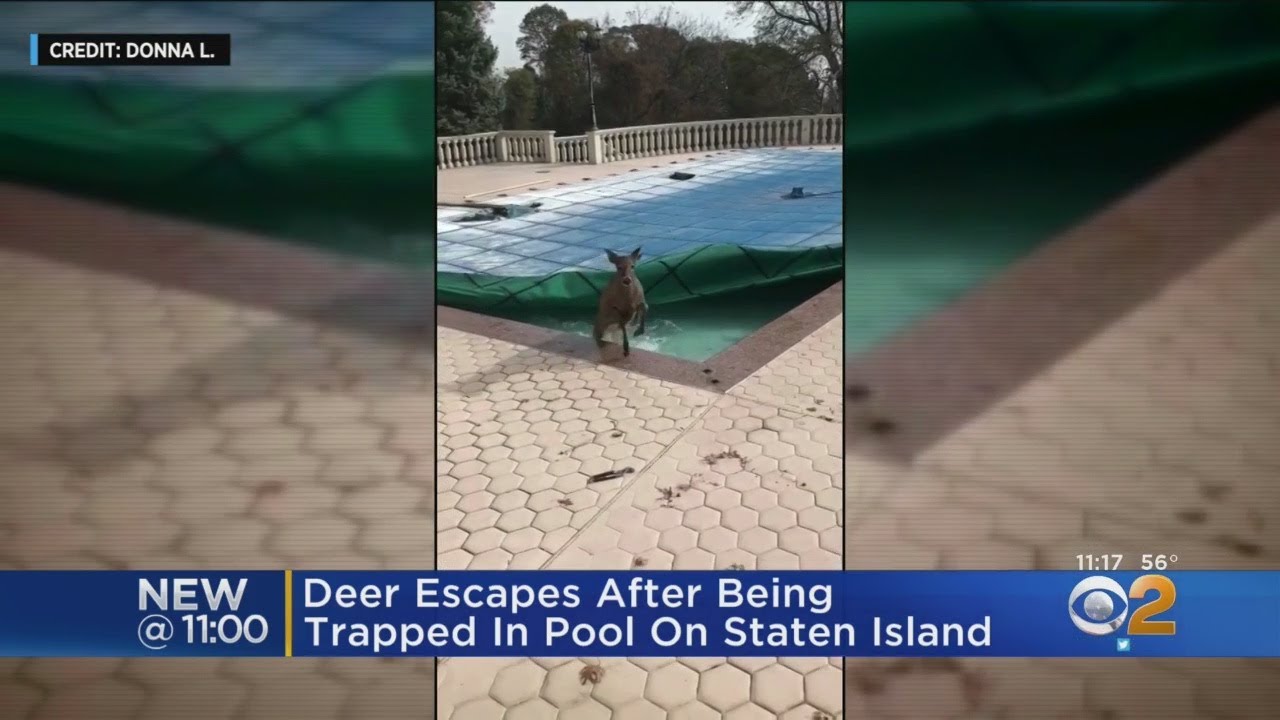Deer Stuck In Pool