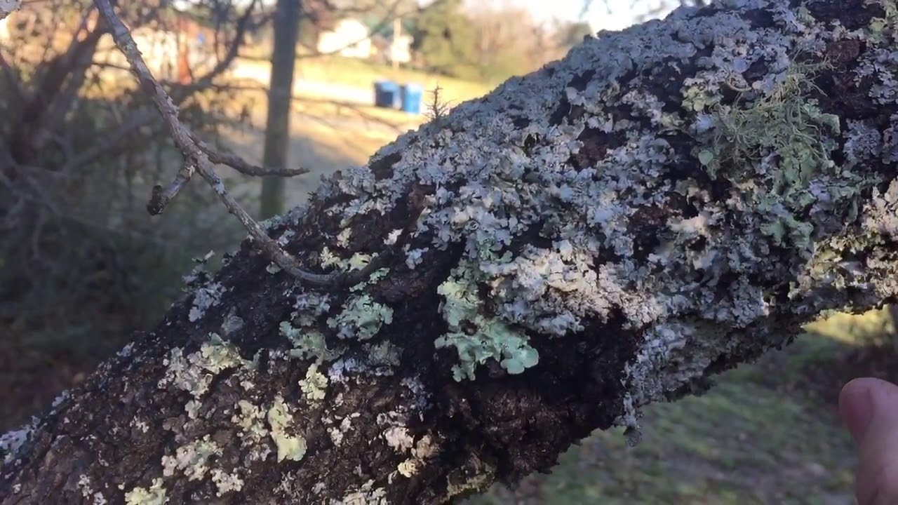 Lichen - medicinal / edible awesome survival food - YouTube