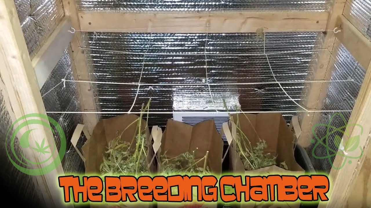 The Breeding Chamber - S3E10 - YouTube