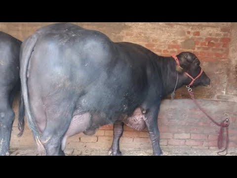 Beautiful pure nilli Ravi Buffalo For Sale in Pakistan on YouTube ...