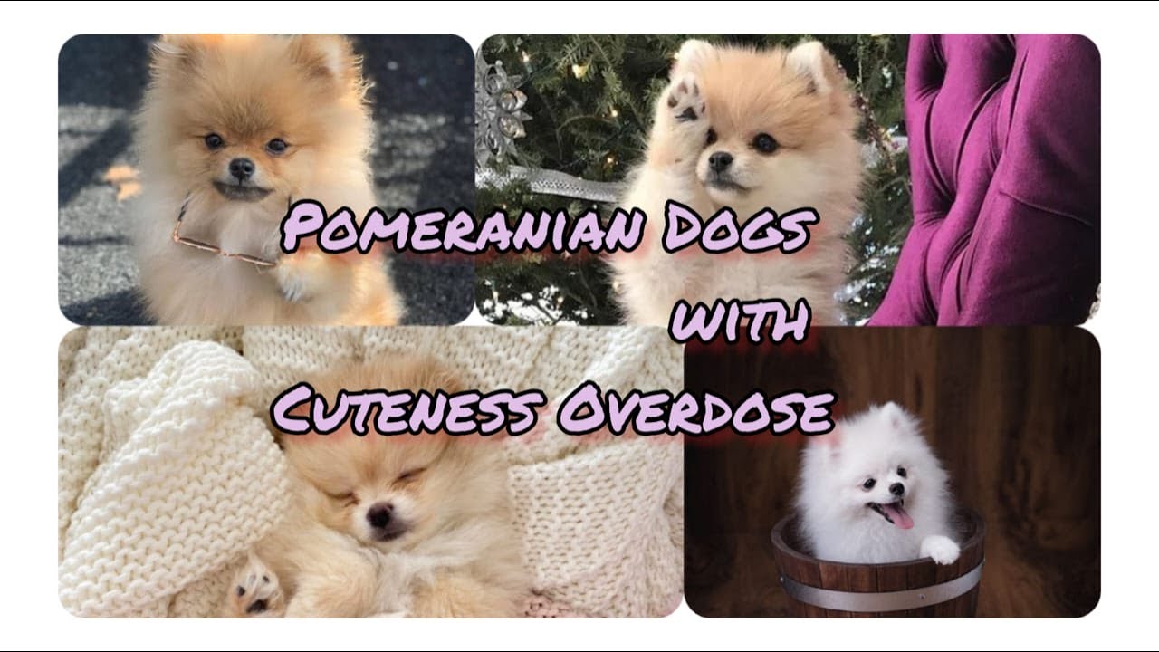 Pomeranian Dogs Are Such Cute Little Puffballs, They Brighten Up your ...