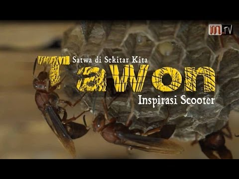 Mengenal Si Cantik tapi Mematikan : "Vespa affinis" (Tawon Ndas)