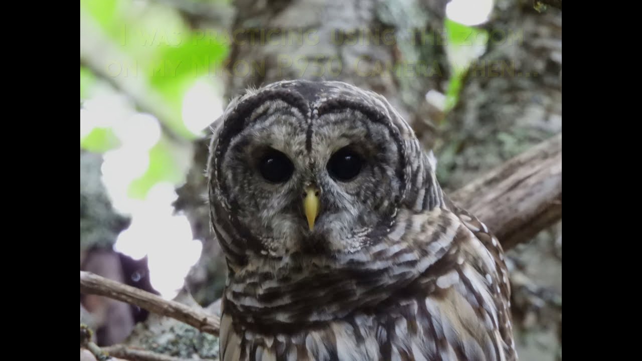 Barred Owl - Fundy Park, New Brunswick - Tracey Lake trail from Bennett ...