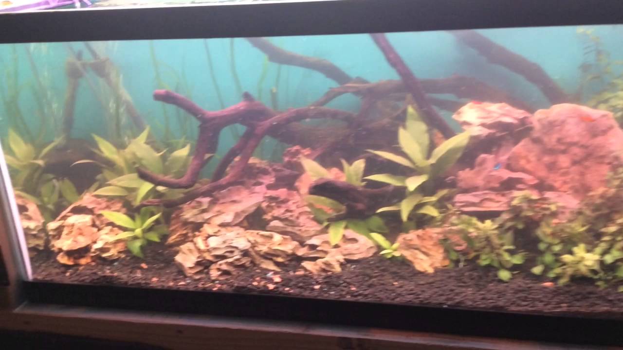 Aquascaping tanks in the fish room shell dwellers and angelfish tank ...